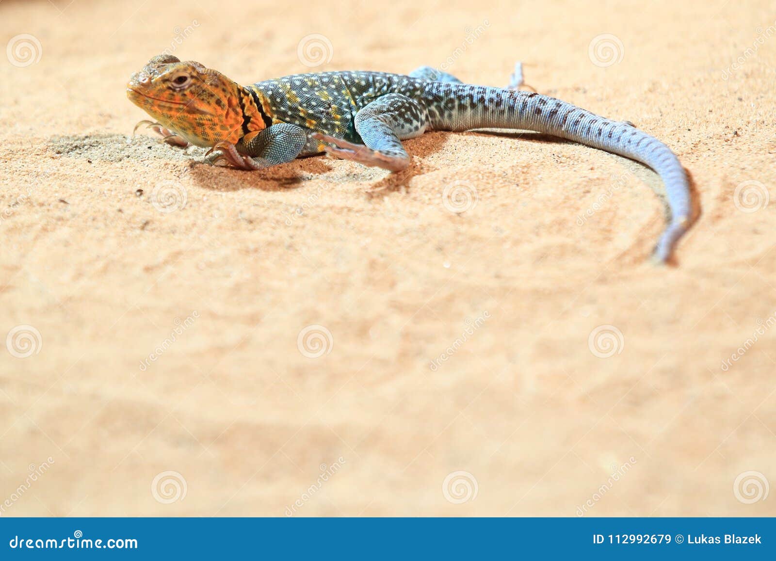Common collared lizard stock image. Image of eastern - 112992679