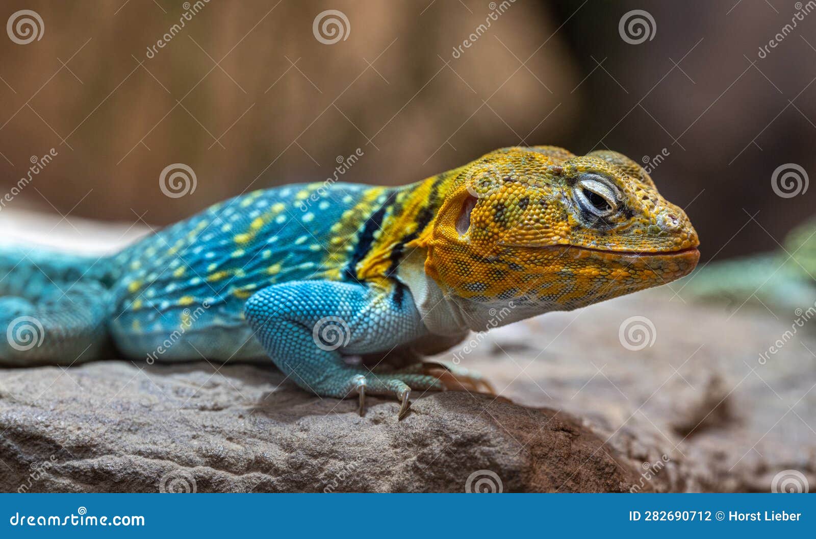 Common Collared Lizard (Crotaphytis-collaris) on a Rock Stock Photo ...