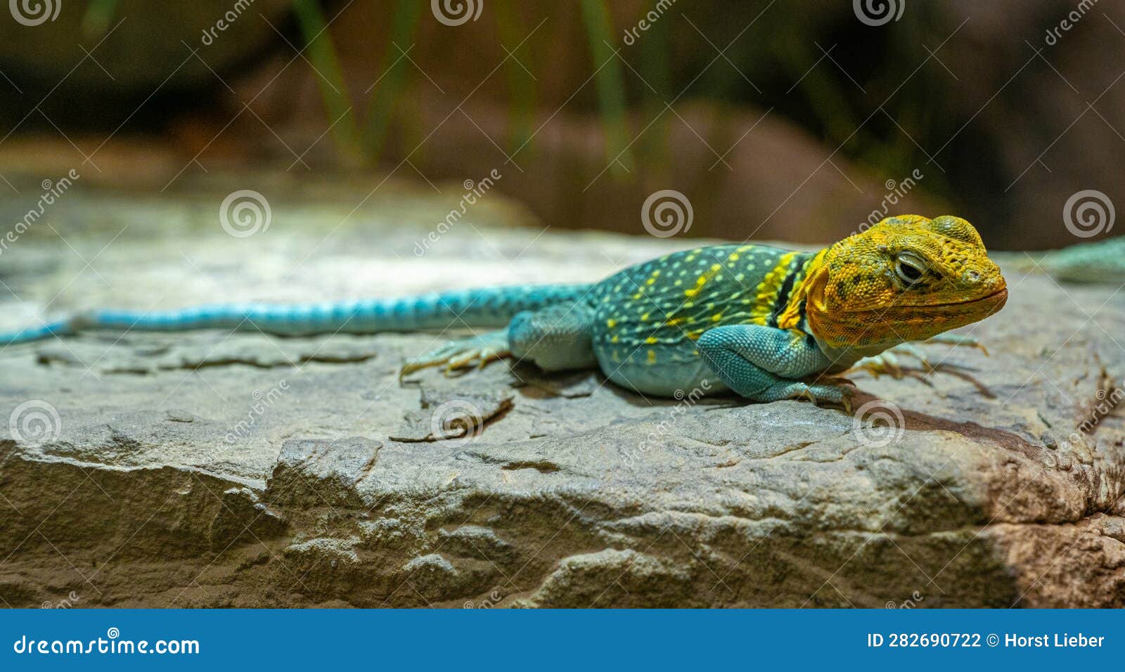 Common Collared Lizard (Crotaphytis-collaris) on a Rock Stock Photo ...