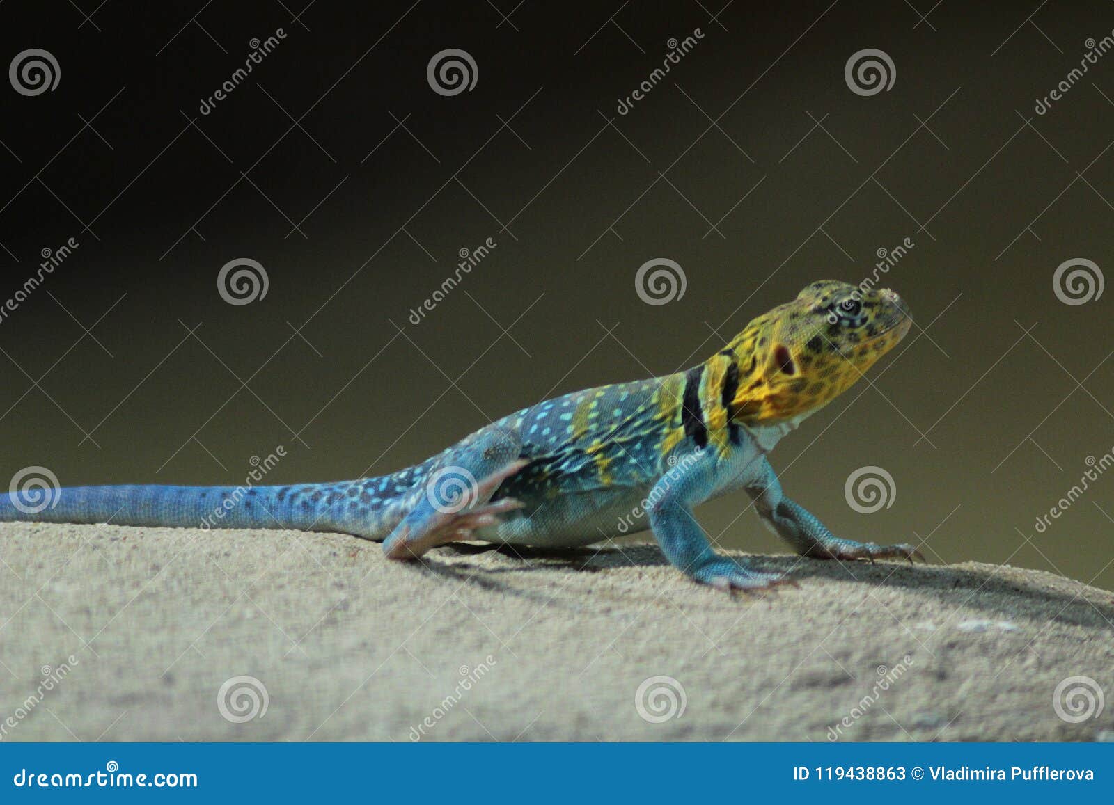 Portrait of a Beautiful Common Collared Lizard Stock Image - Image of ...