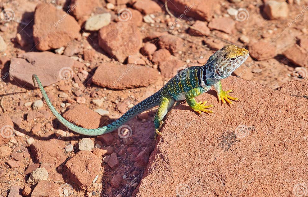 Male Collared Lizard in Desert Near Winslow, Arizona Stock Photo ...