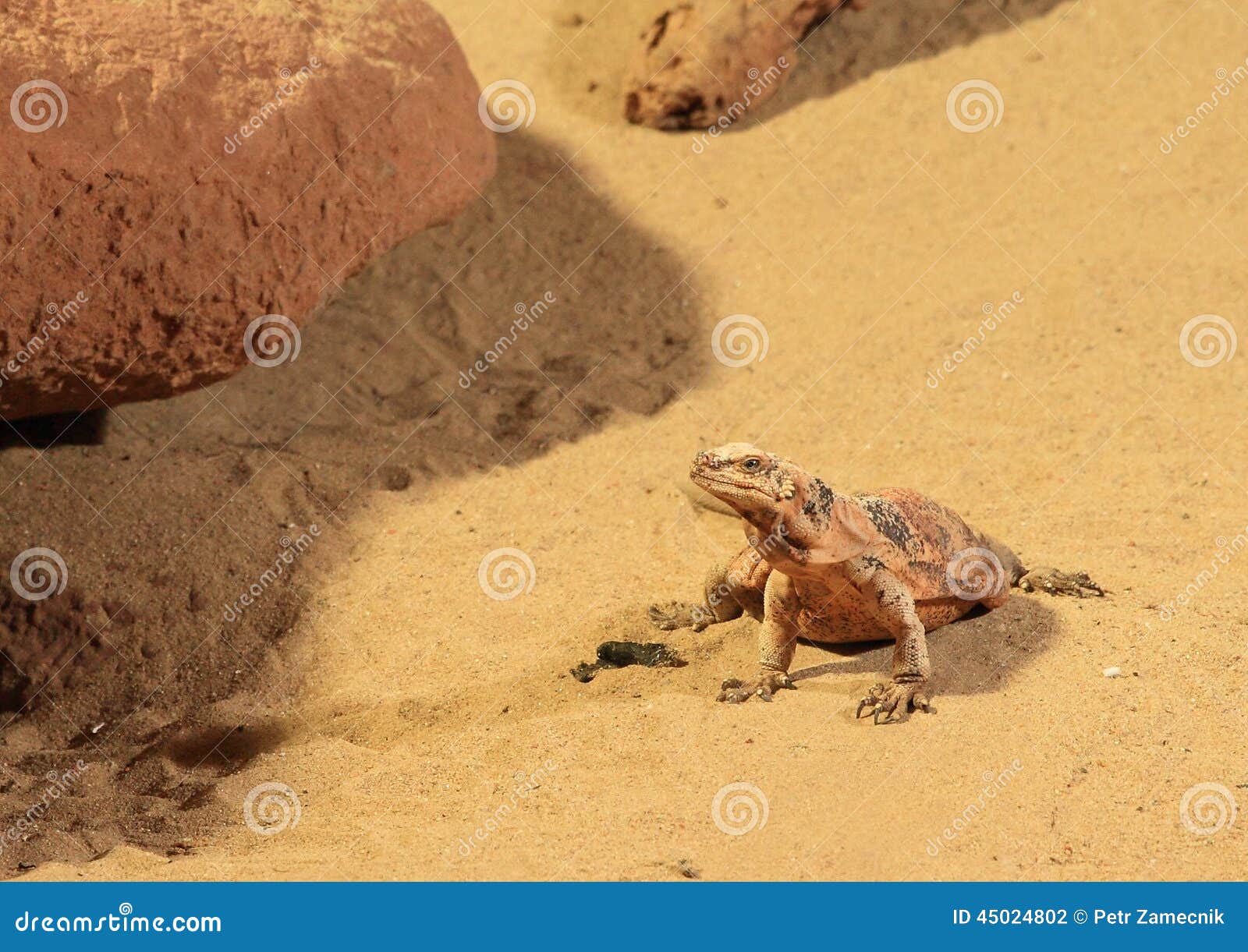 Common collared lizard stock photo. Image of oklahoma - 45024802