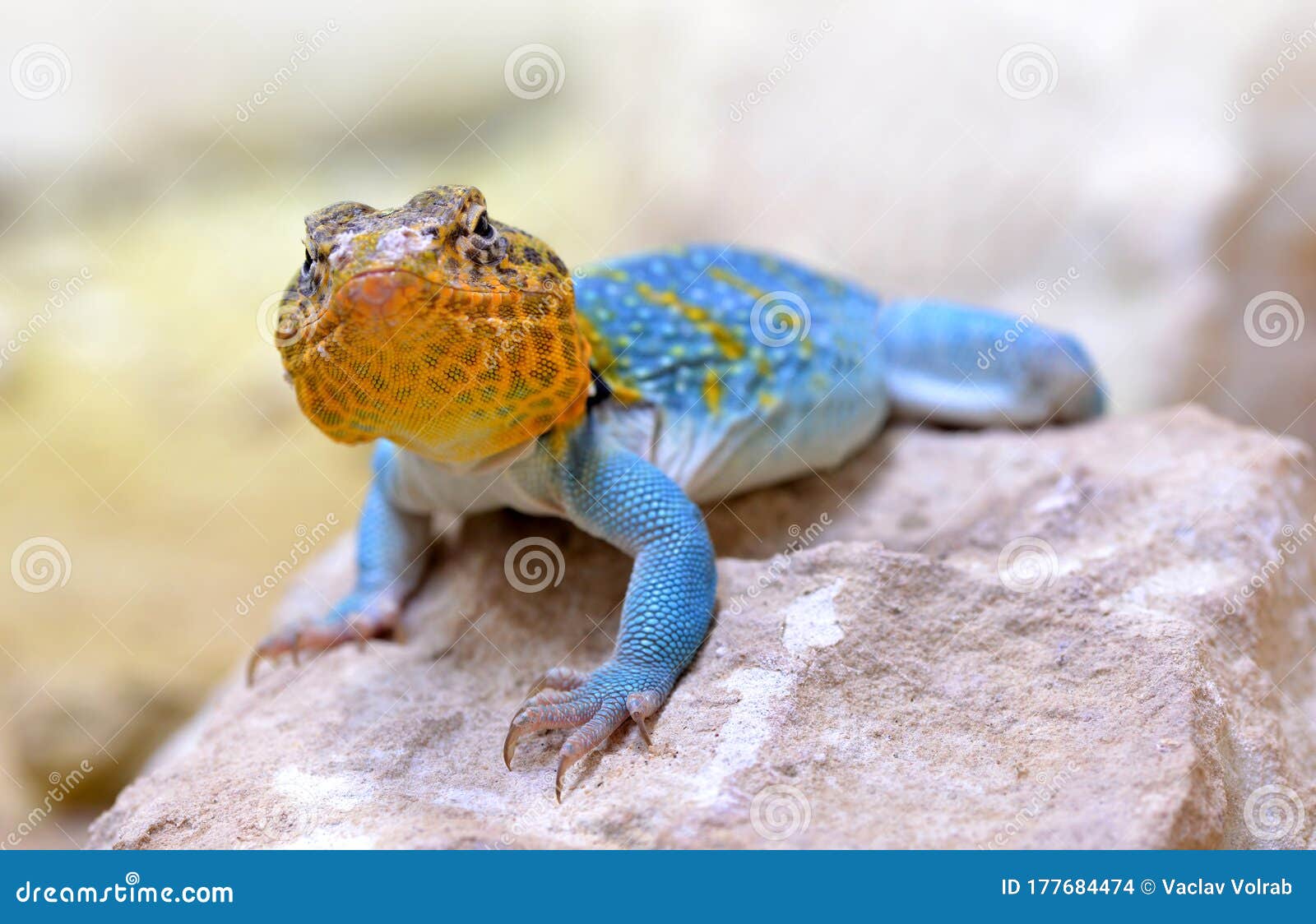 Common Collared Lizard Crotaphytus Collaris Stock Photo - Image of ...