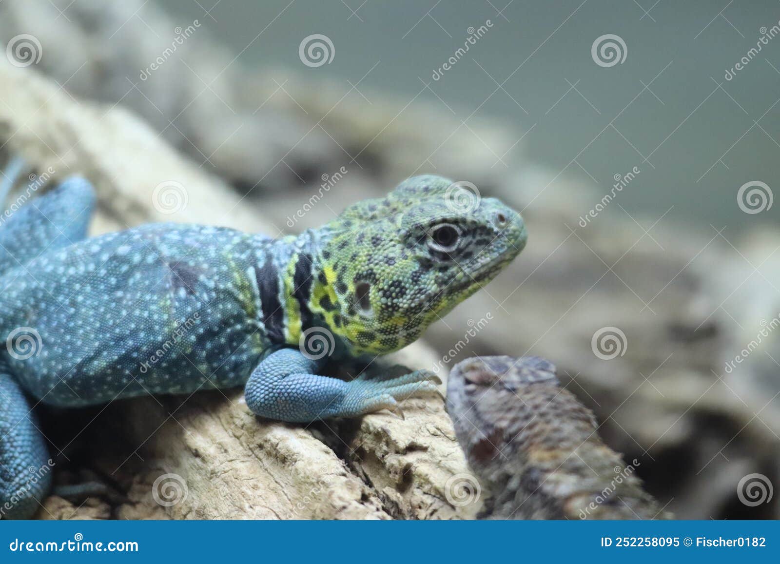 Common Collared Lizard Crotaphytus Collaris 1 Stock Image - Image of ...
