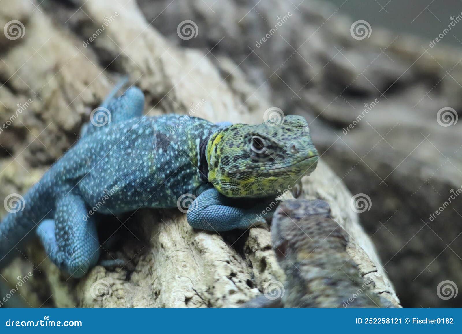 Common Collared Lizard Crotaphytus Collaris 2 Stock Image - Image of ...