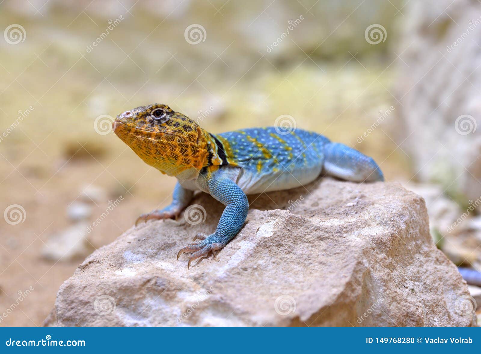 Common Collared Lizard Crotaphytus Collaris Stock Photo - Image of blue ...
