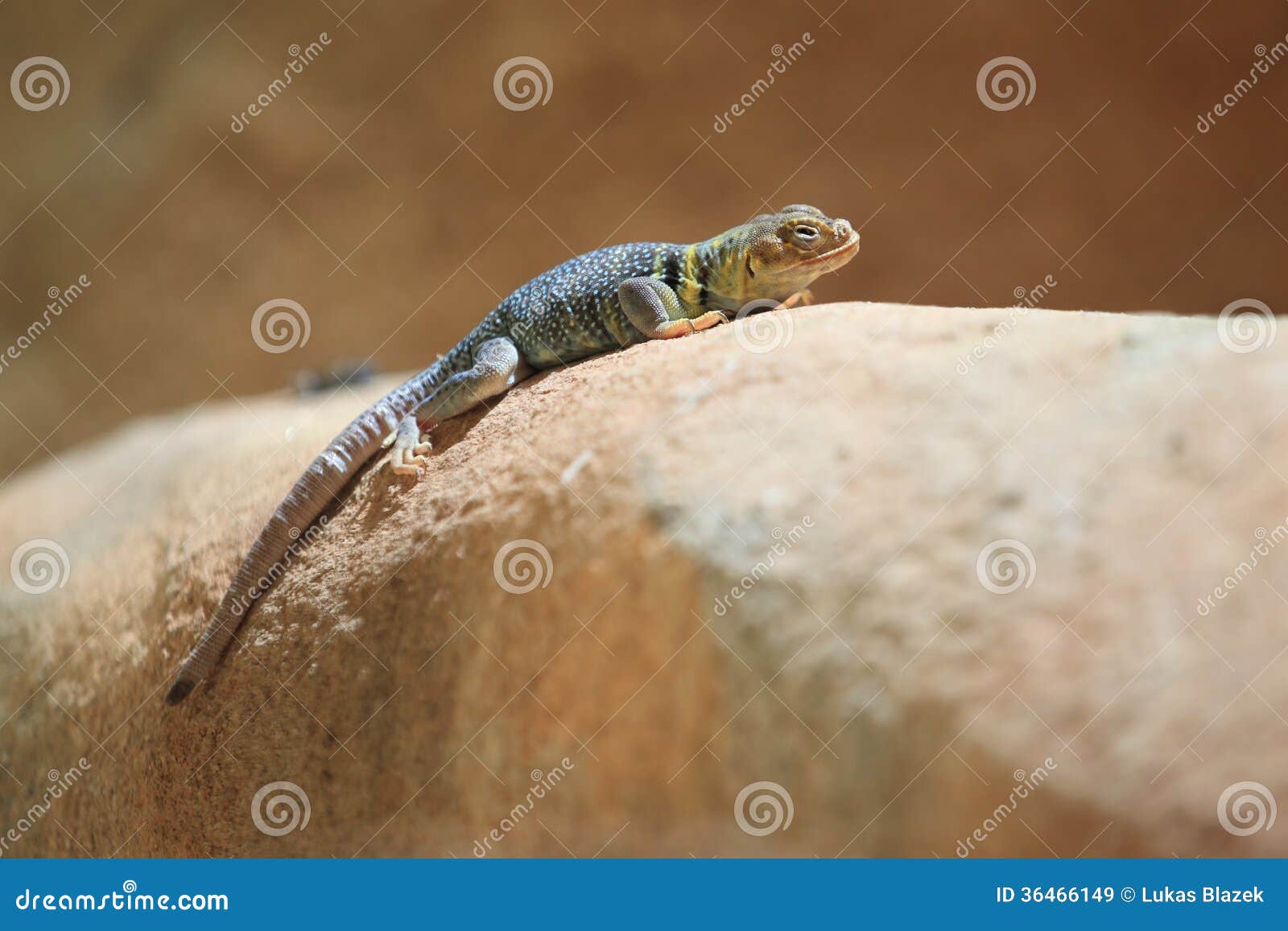 Common collared lizard stock image. Image of lizard, collared - 36466149