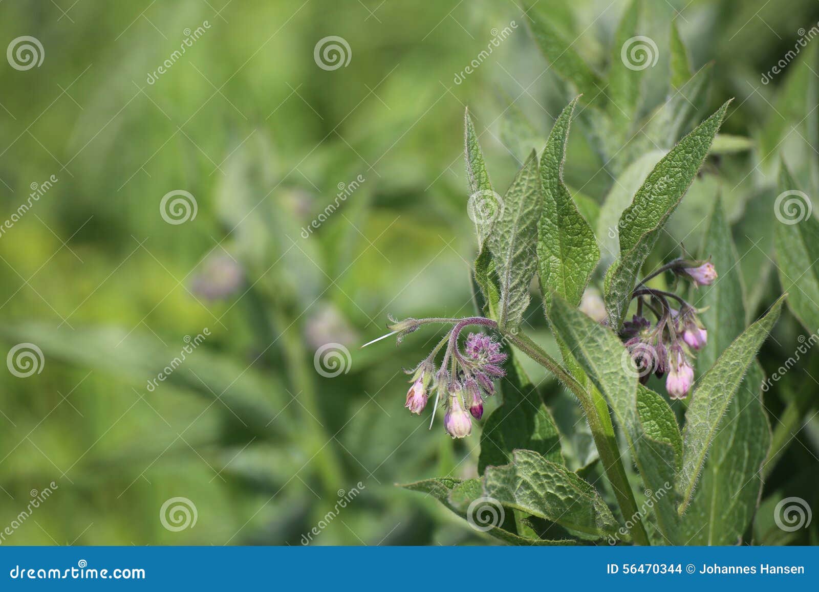 Common Comfrey Blossoms stock photo. Image of concept - 56470344