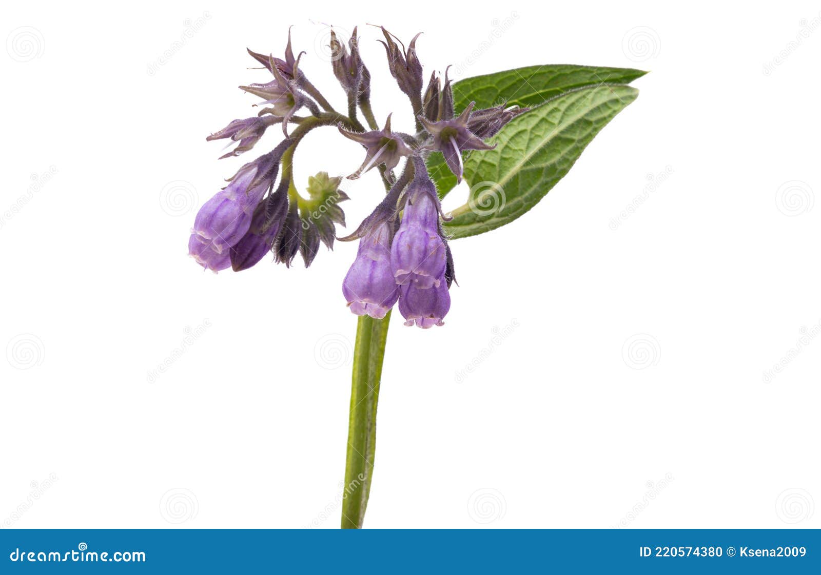 Common comfrey isolated stock photo. Image of botany - 220574380