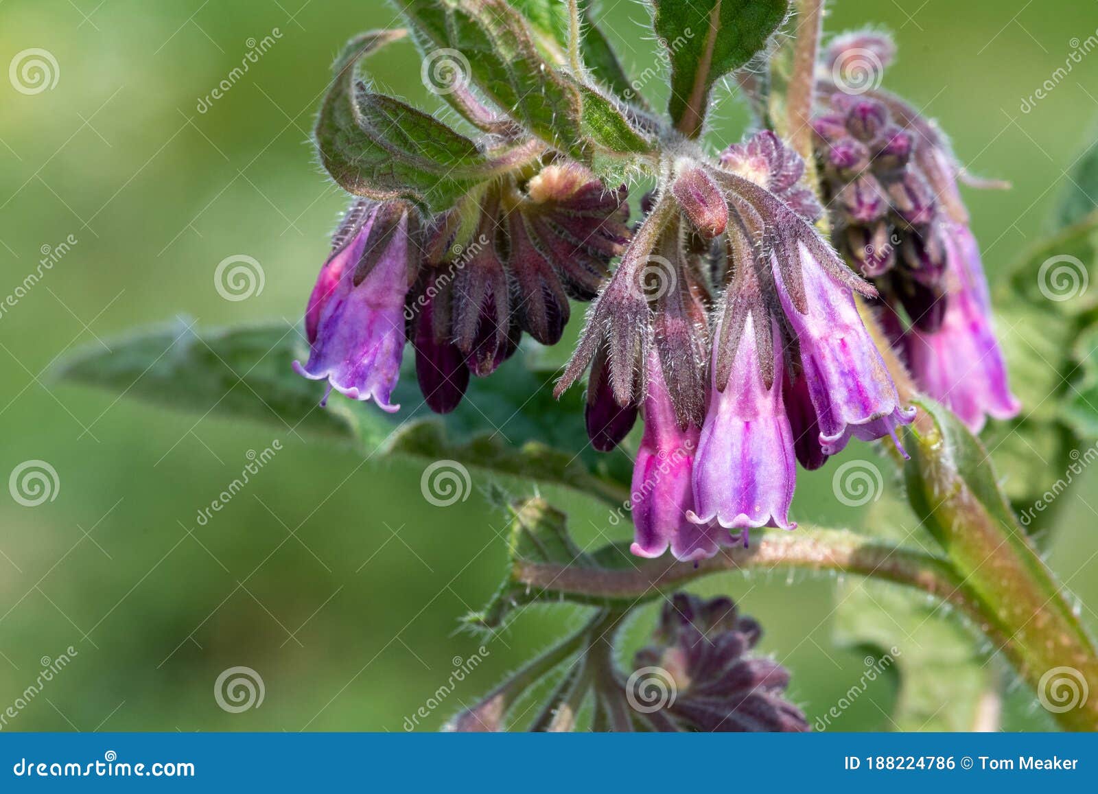 Common Comfrey Symphytum Officinale Stock Photo - Image of common ...
