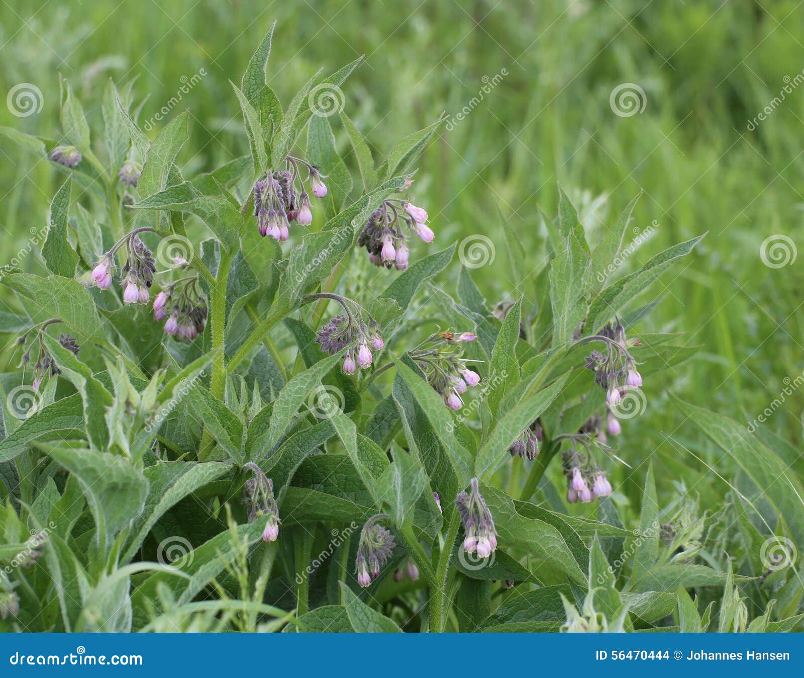 Common Comfrey stock photo. Image of flowering, leaf - 56470444
