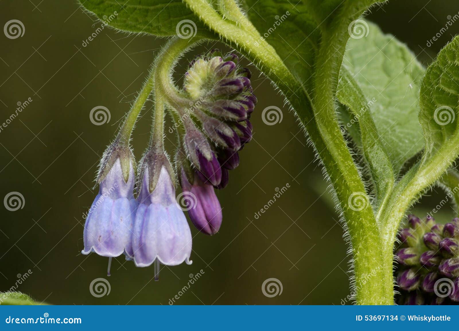 Common Comfrey stock photo. Image of landscape, flora - 53697134