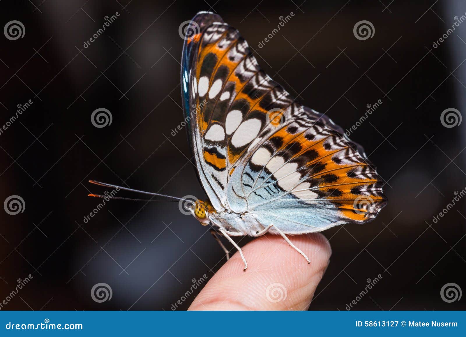 Common Commander butterfly stock image. Image of footed - 58613127