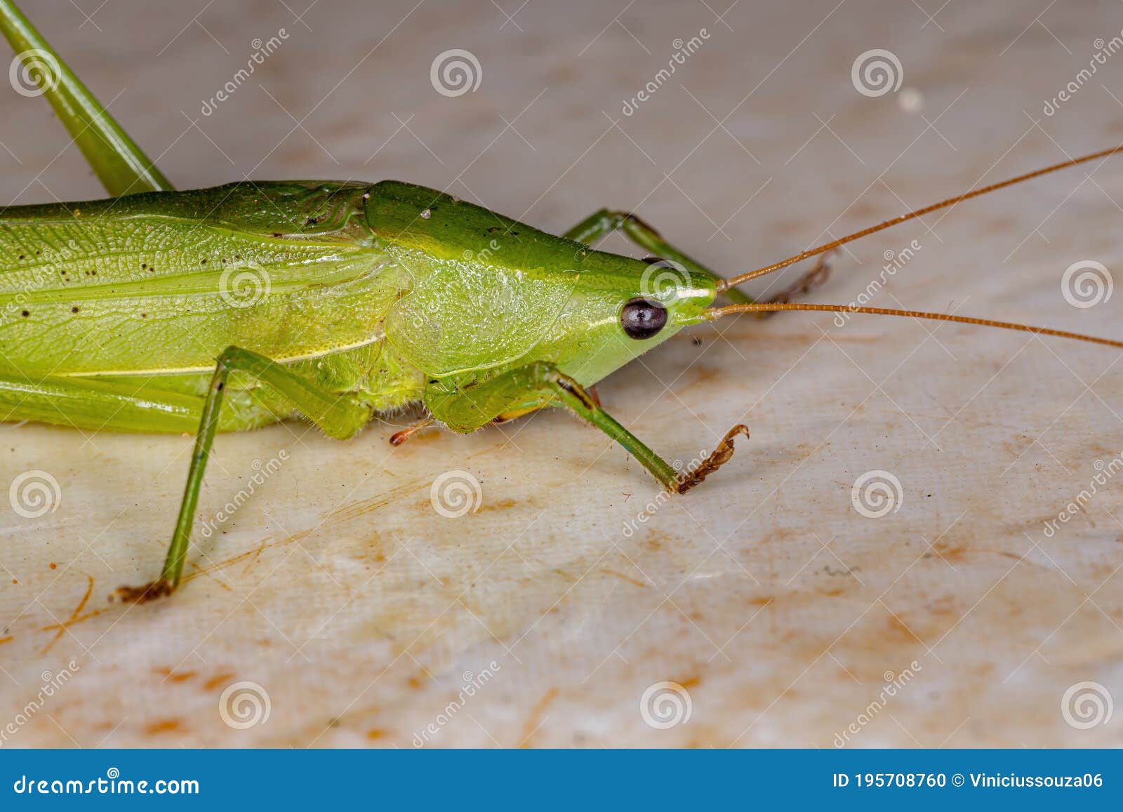 Common Conehead stock photo. Image of mandibles, garden - 195708760
