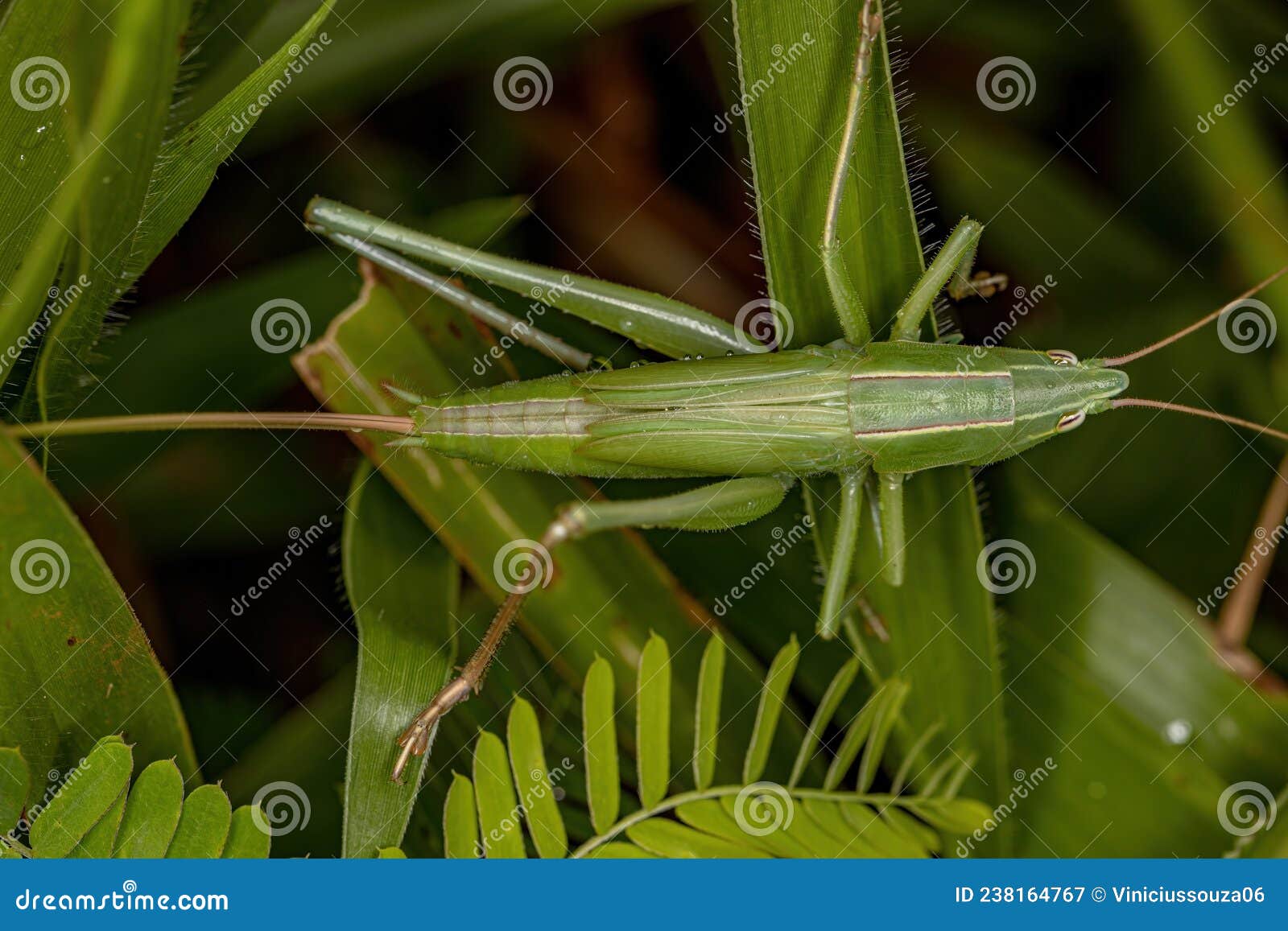 Common Conehead Nymph stock image. Image of copiphorini - 238164767