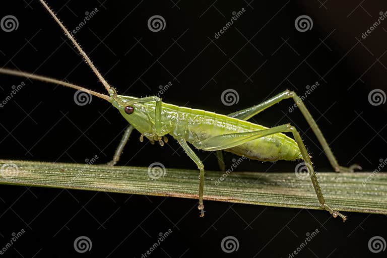 Common Conehead Nymph stock image. Image of natural - 264741421