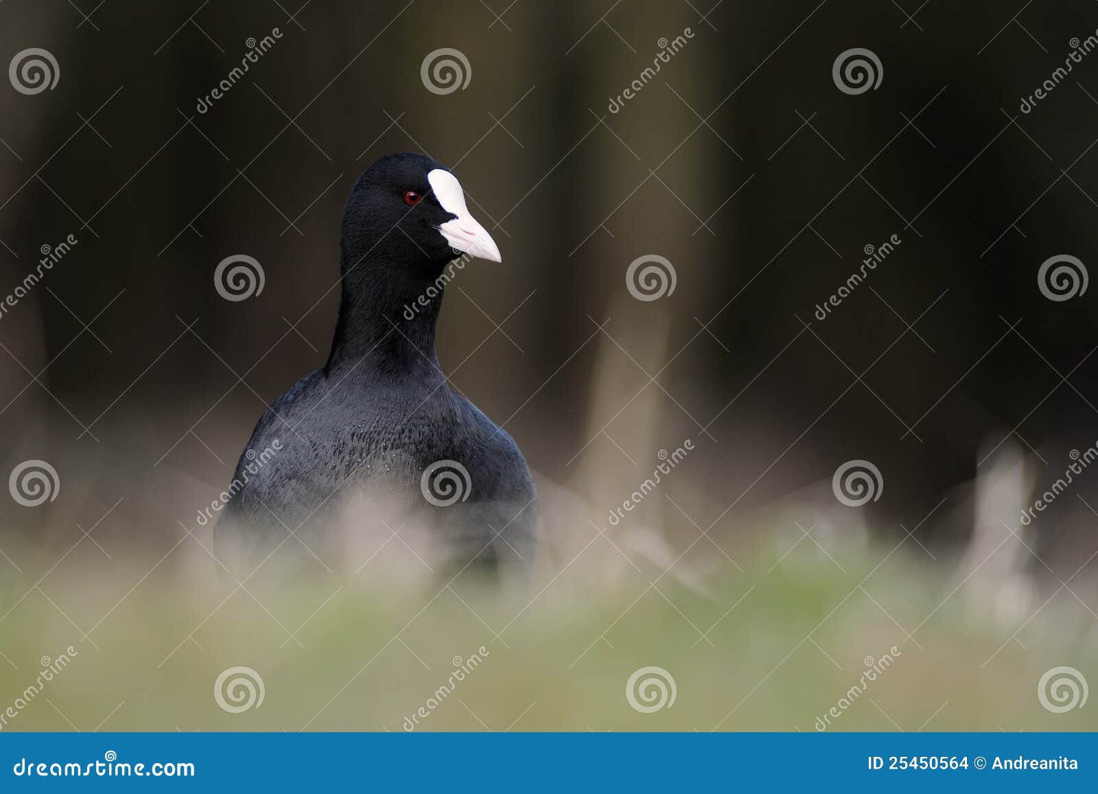Common Coot stock photo. Image of holland, colors, rail - 25450564