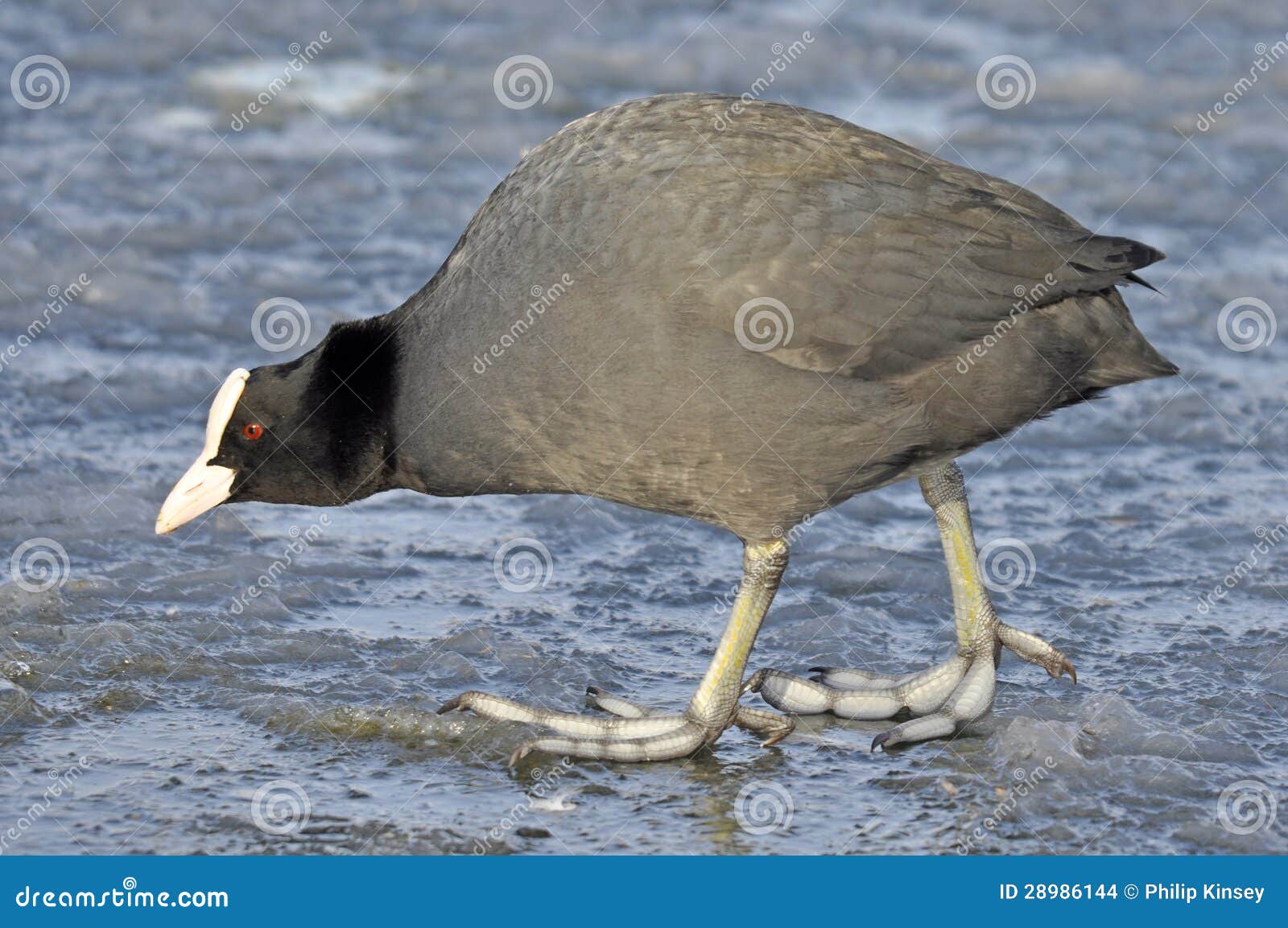 Common Coot stock photo. Image of water, bird, cold, beak - 28986144