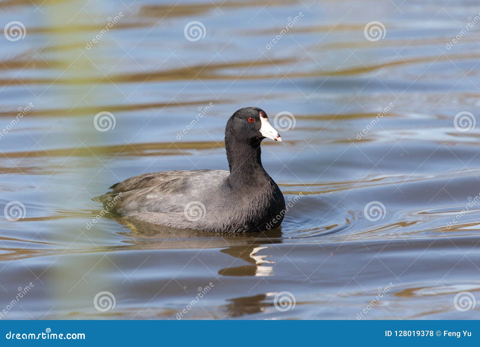 Common coot bird stock photo. Image of wild, wildlife - 128019378