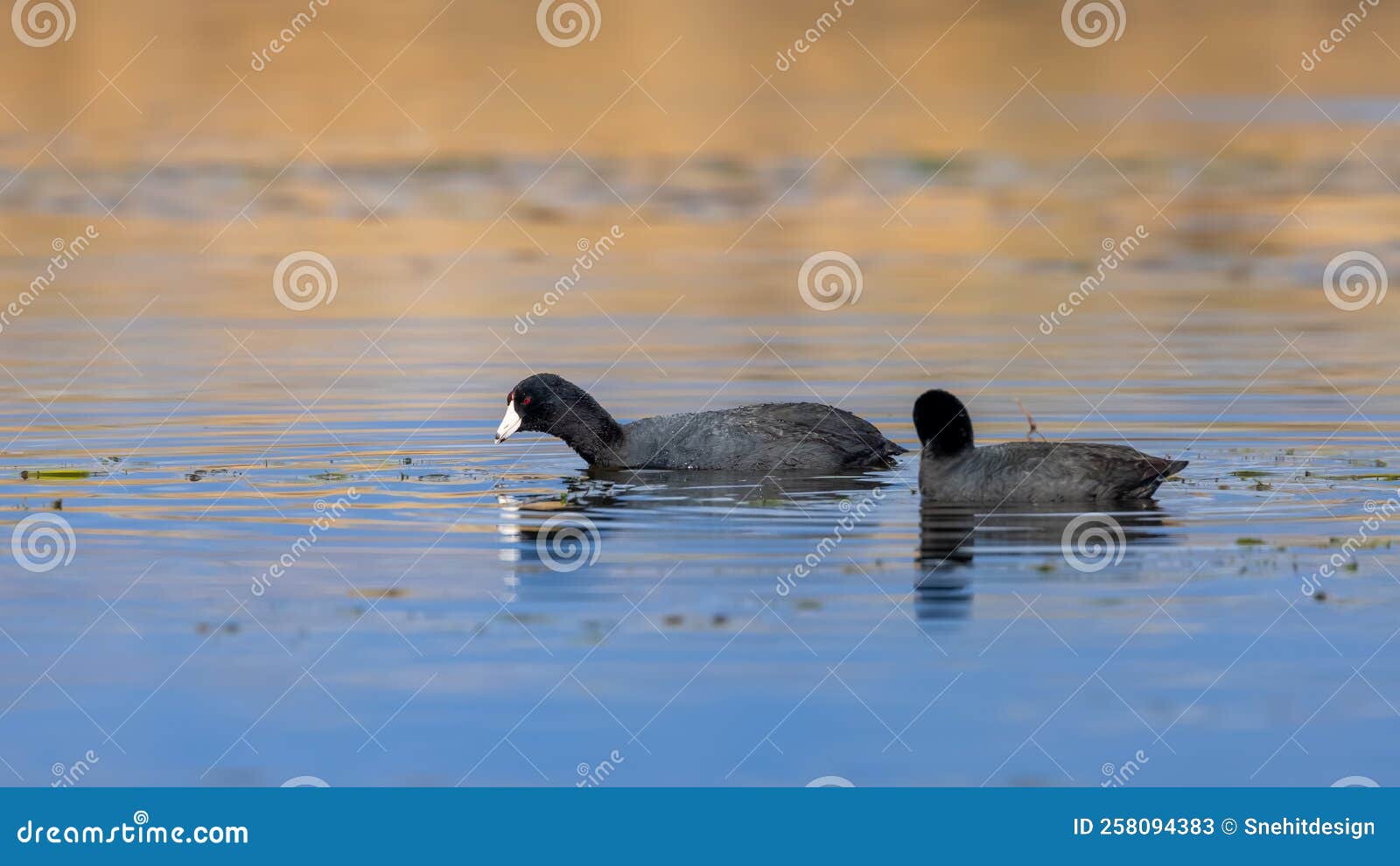 Common Coot BirdS in the Lake Stock Image - Image of ecology ...