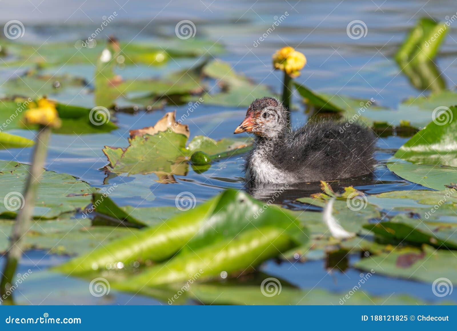 Common Coot Chick Searching for Food in a River Stock Image - Image of ...