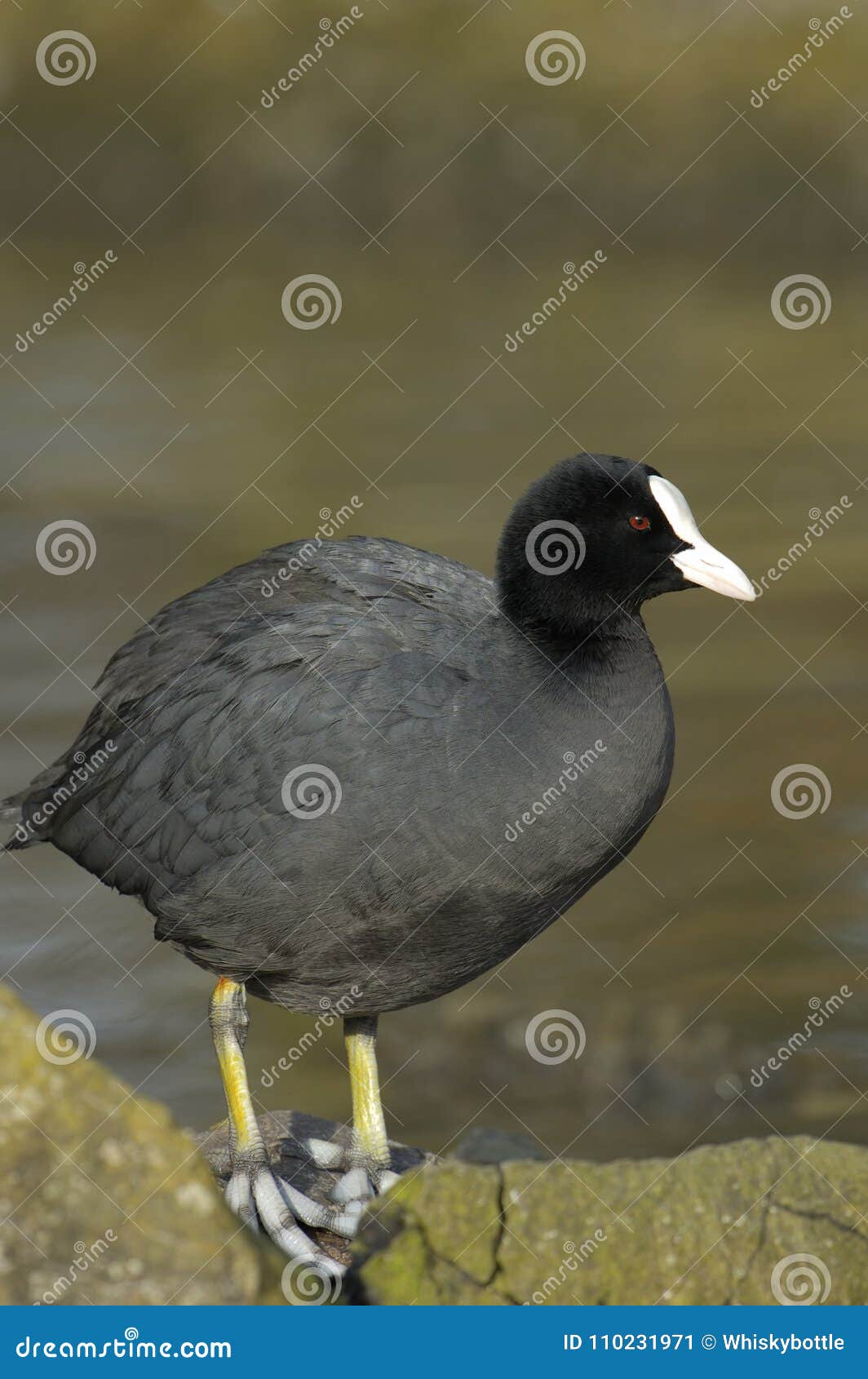 Common Coot stock image. Image of nature, gloucestershire - 110231971