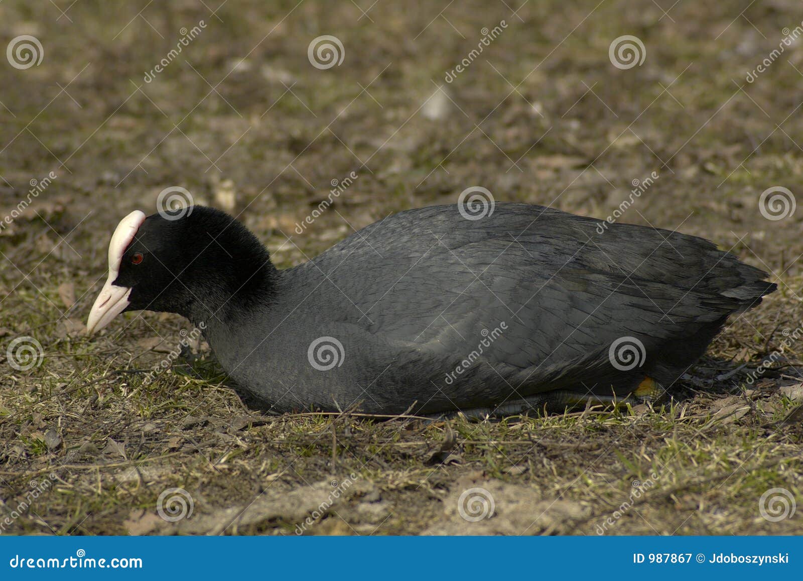 Common Coot (Fulica atra) stock image. Image of fulica - 987867