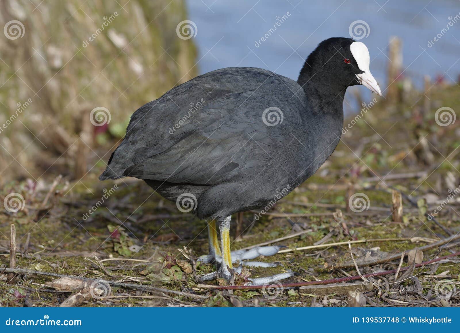 Common Coot stock photo. Image of british, rail, common - 139537748