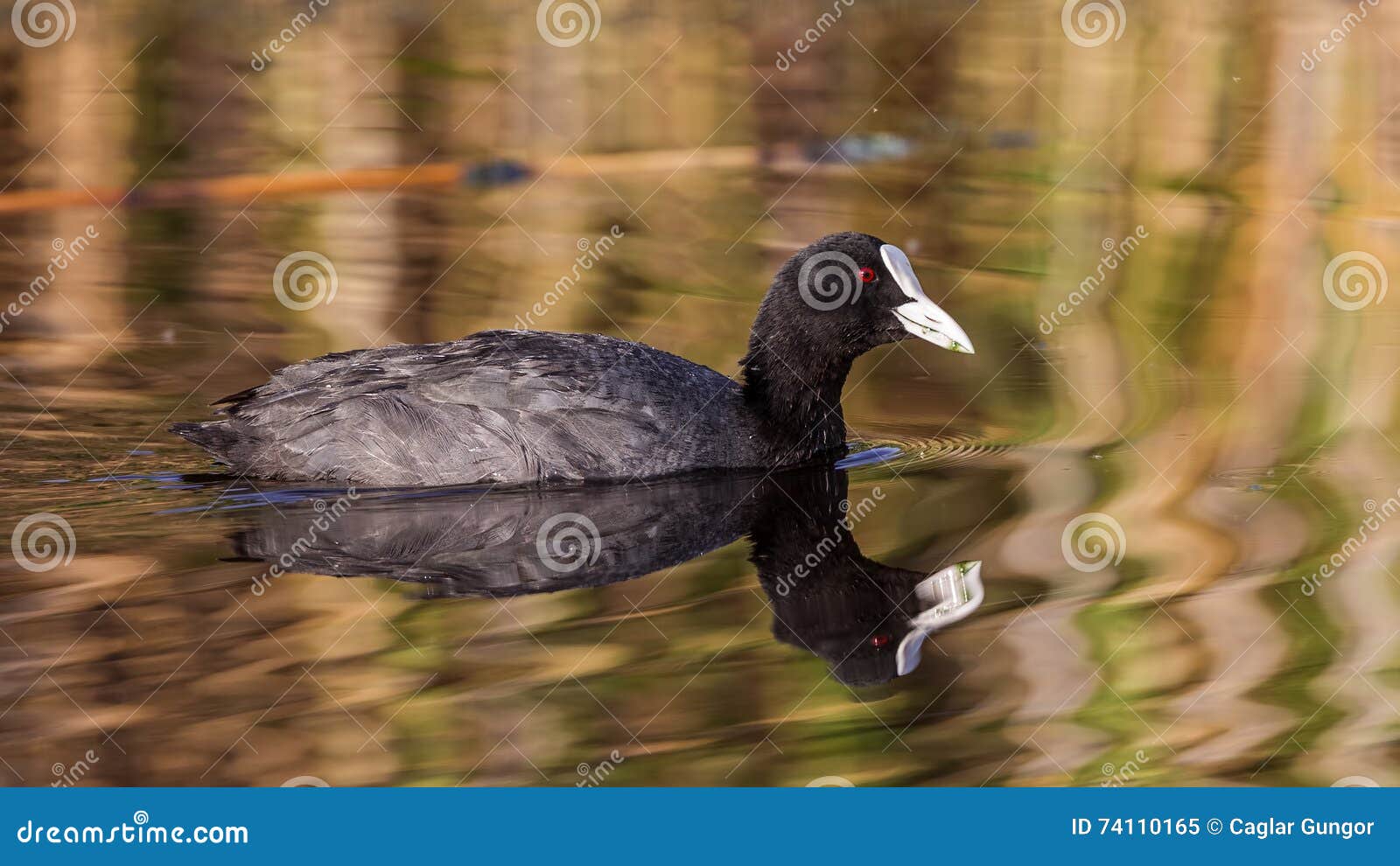 Common Coot stock image. Image of pond, atra, fulica - 74110165