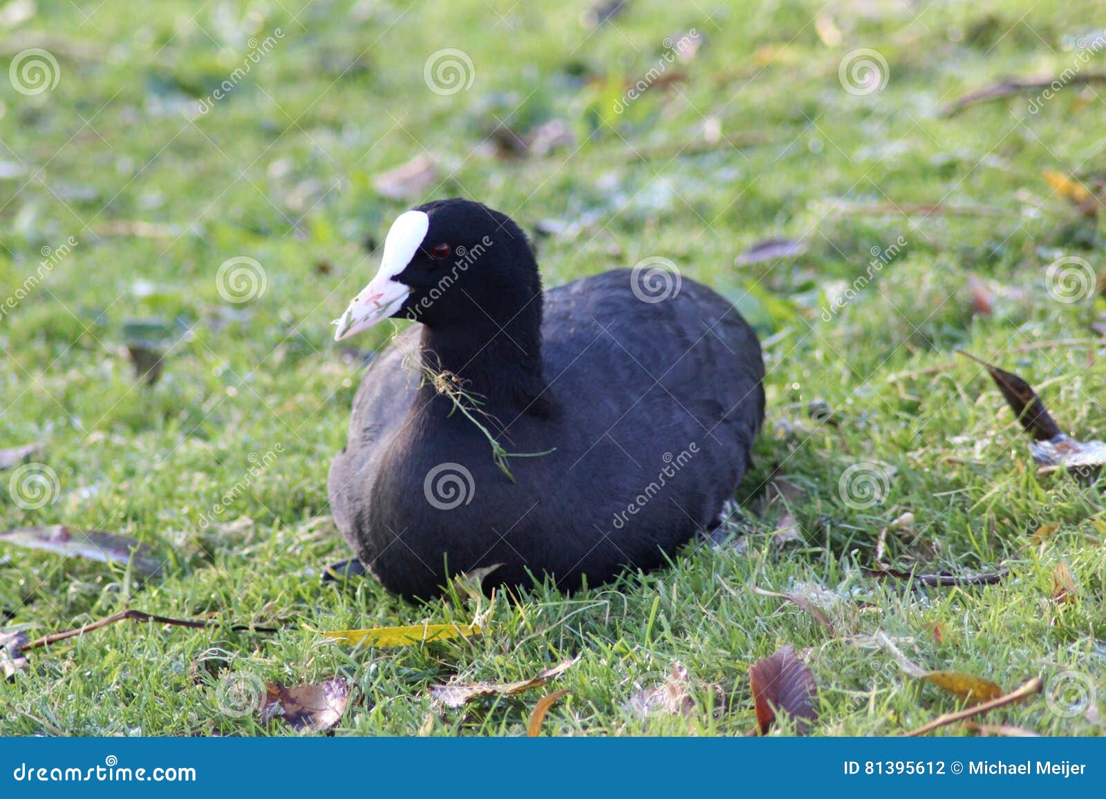 Common coot stock photo. Image of animal, forging, coot - 81395612