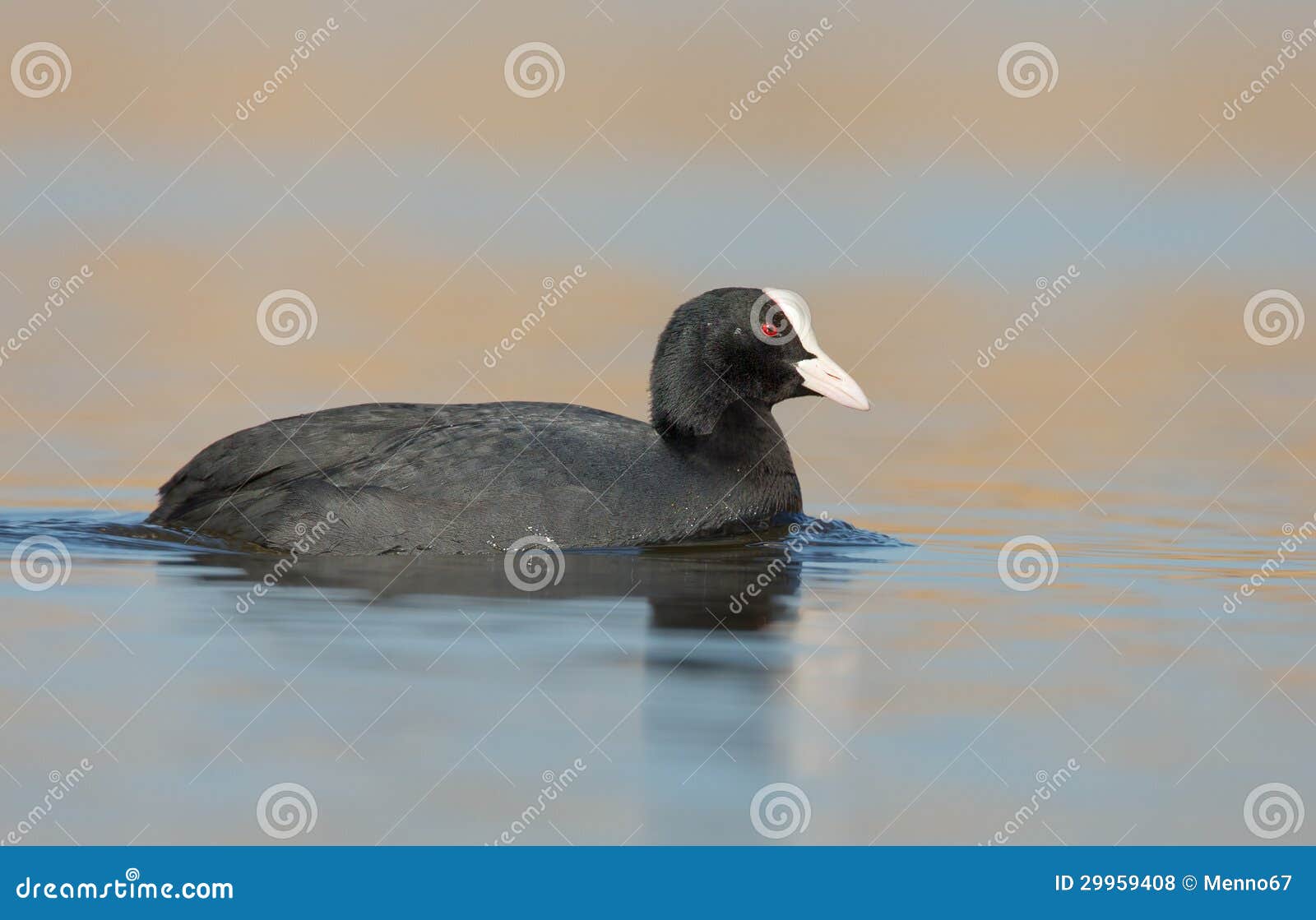 Common coot stock photo. Image of young, chick, blue - 29959408
