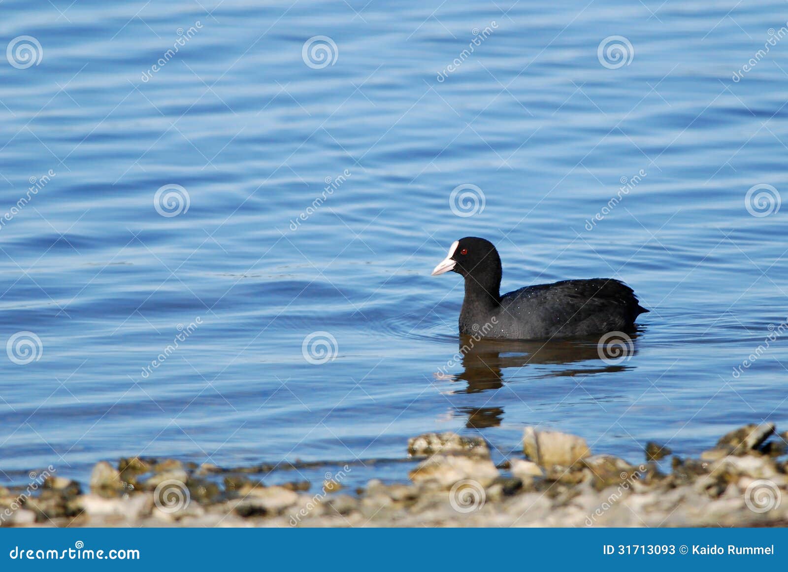 Common Coot stock image. Image of close, fulica, colourful - 31713093