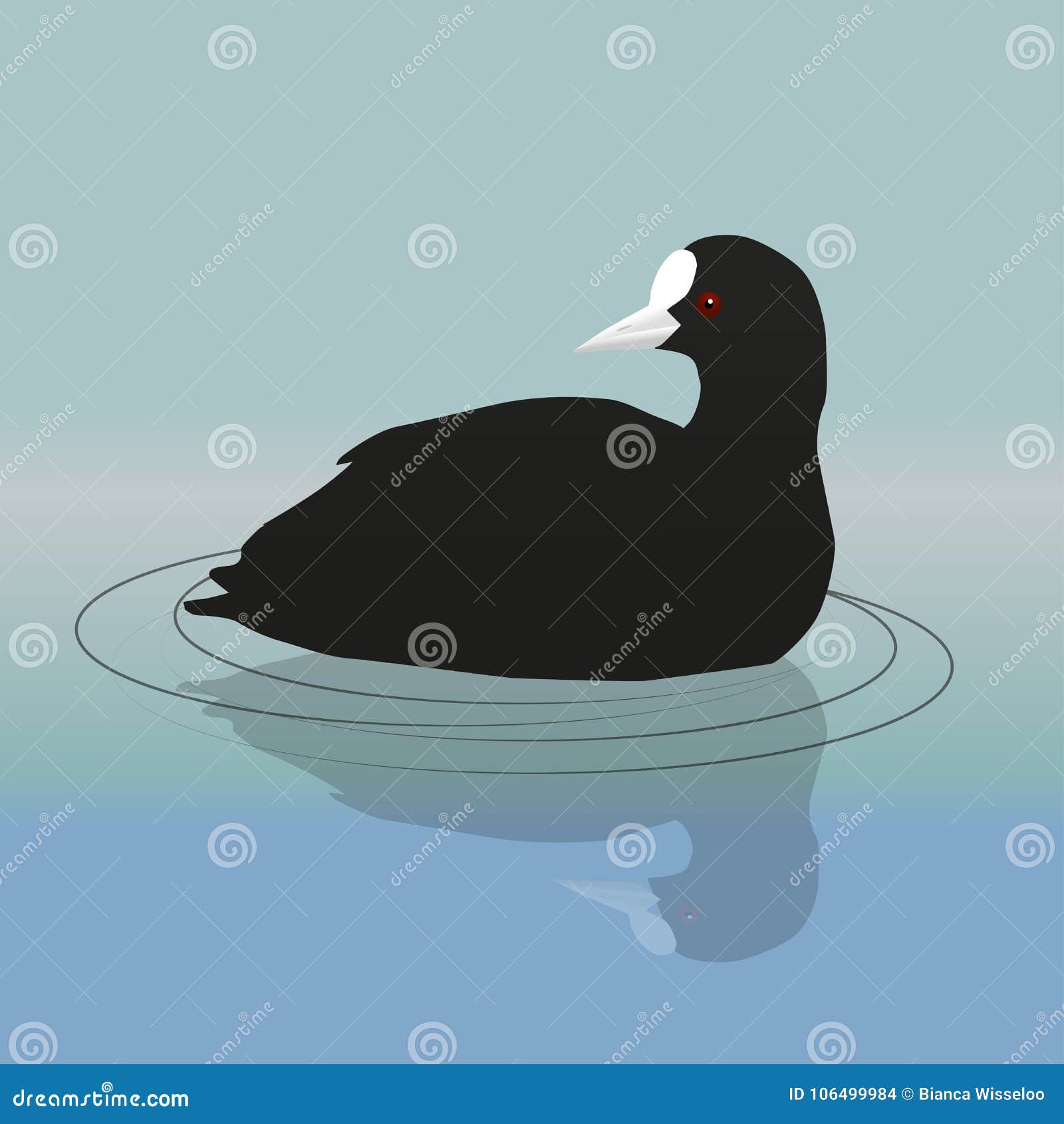Common Coot Vector Illustration Stock Vector - Illustration of wings ...