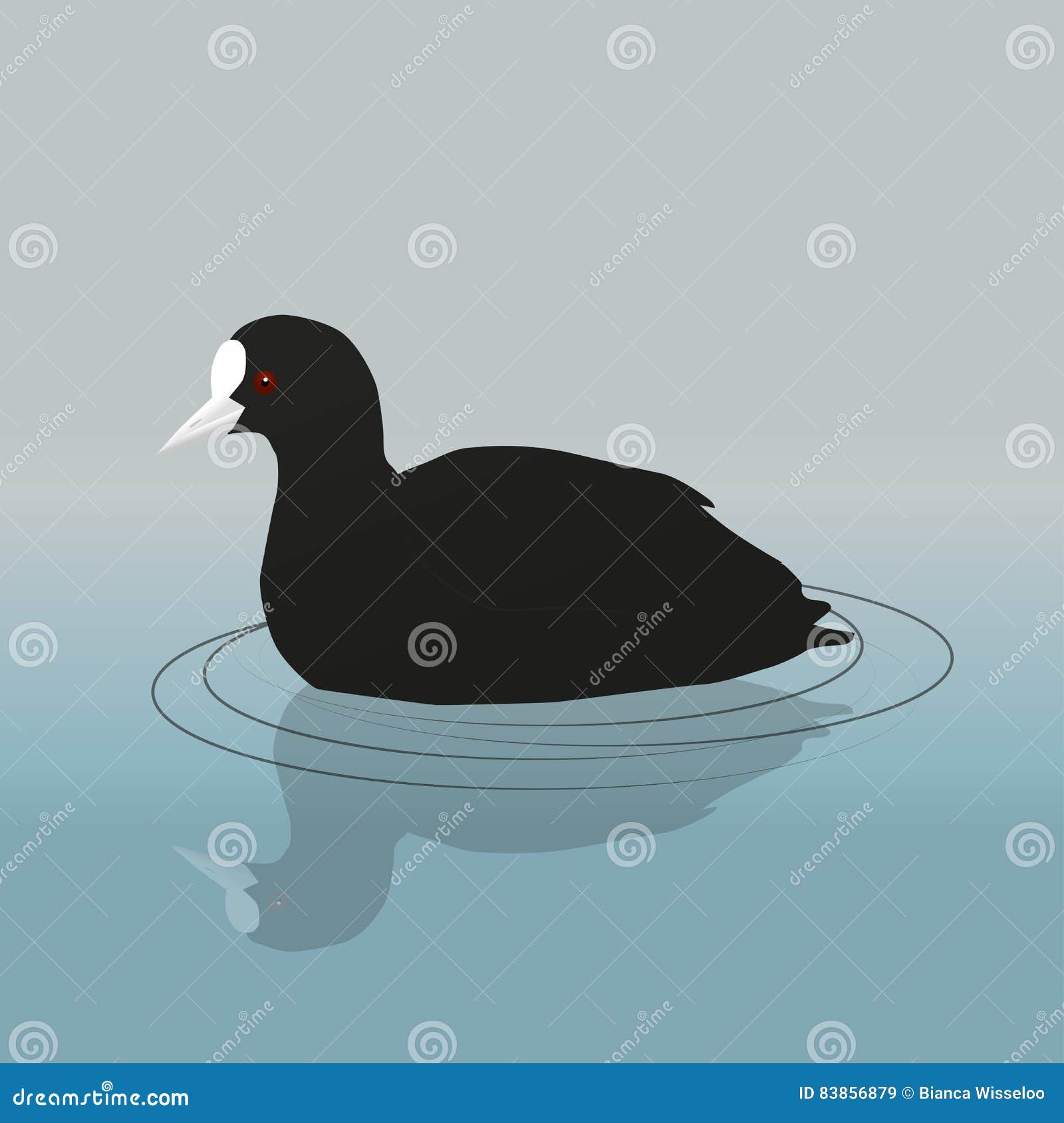 Common coot stock vector. Illustration of animal, frontal - 83856879