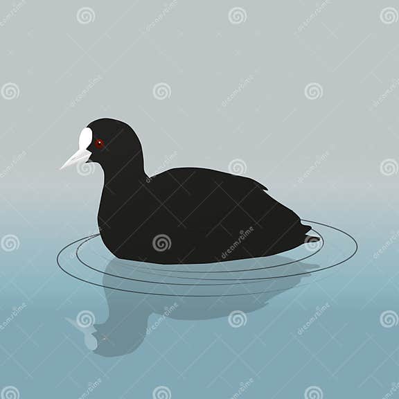 Common coot stock vector. Illustration of animal, frontal - 83856879