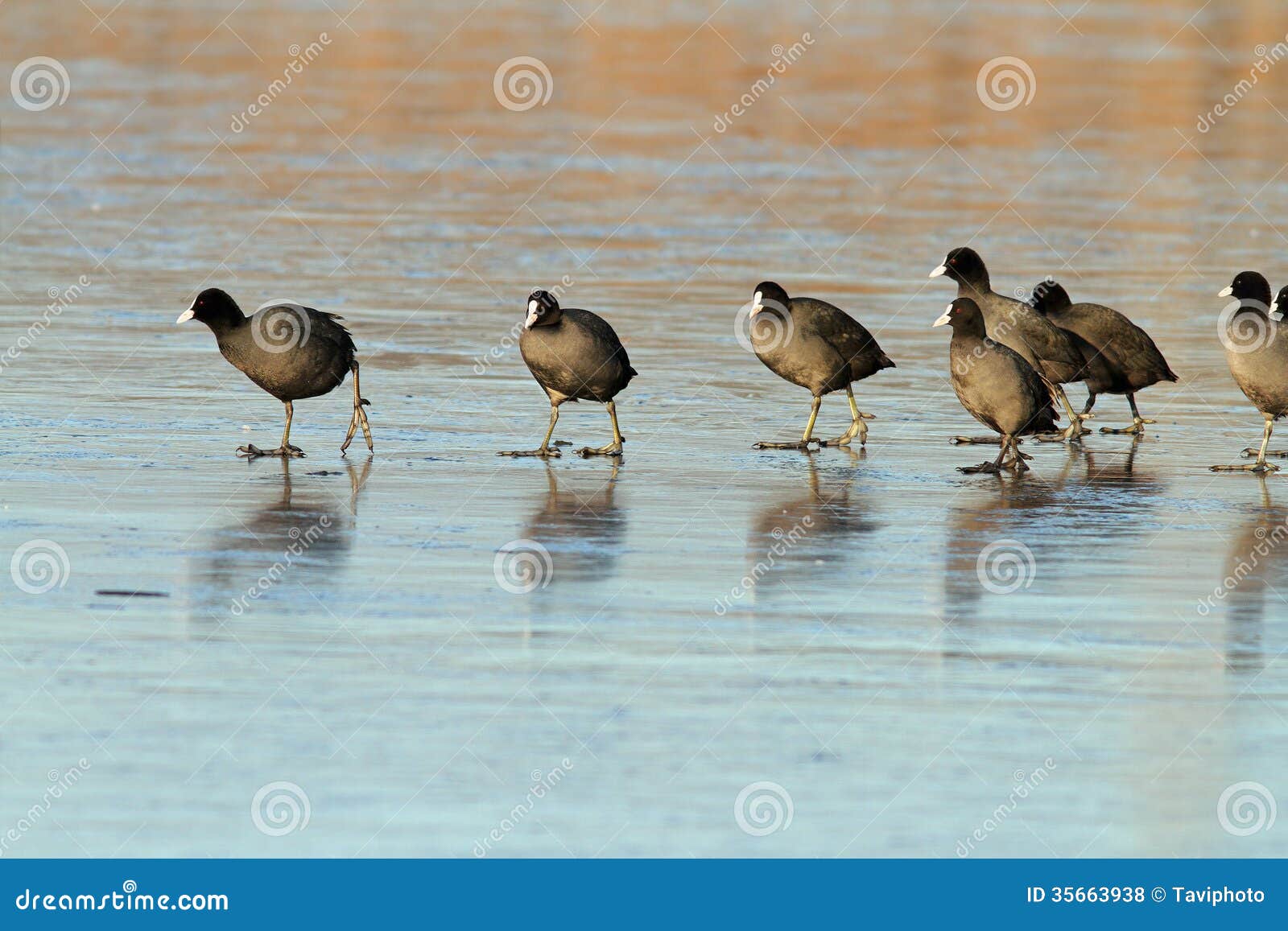 Common Coots Walking on Ice Stock Photo - Image of fulica, feet: 35663938