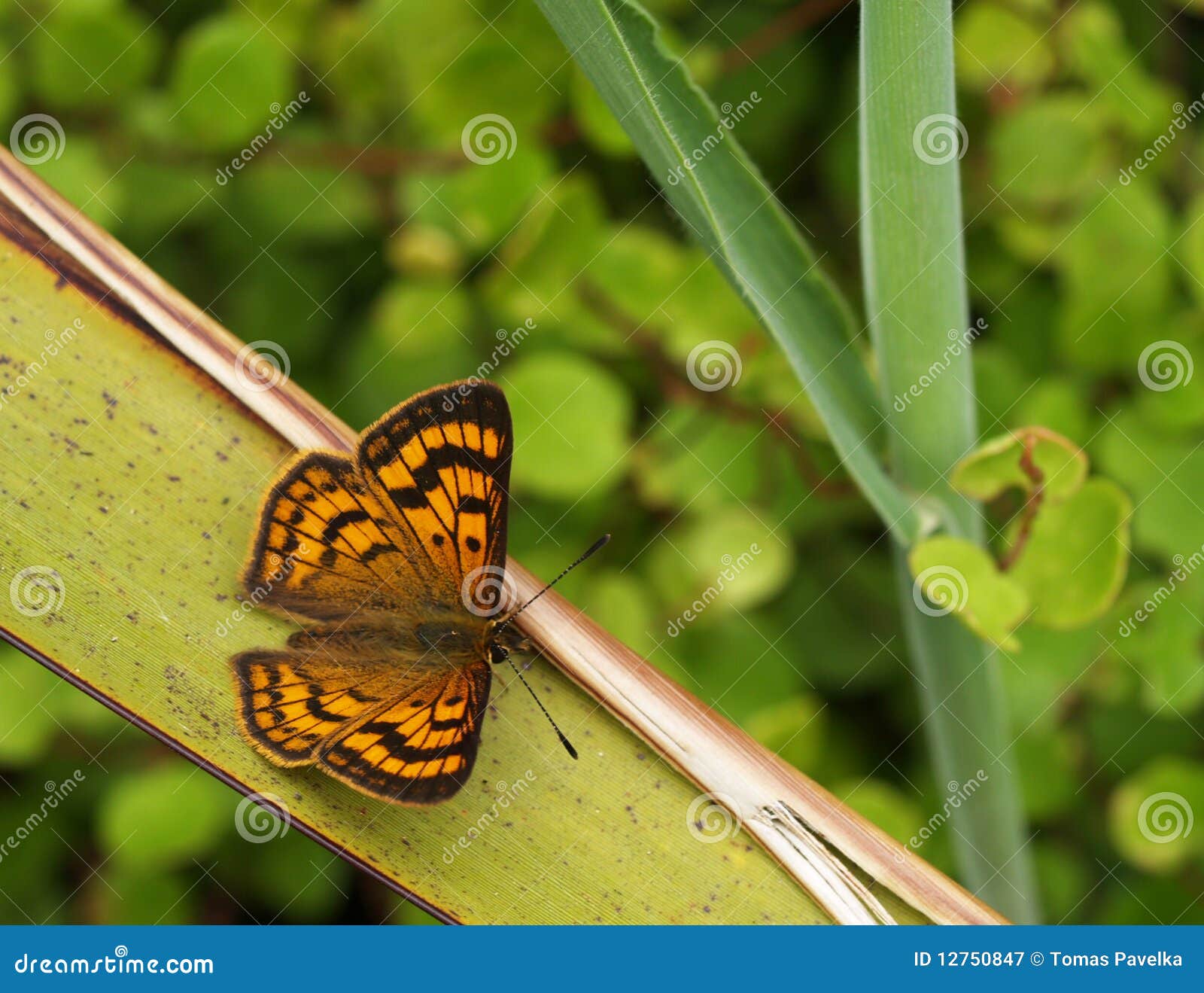 Common Copper butterfly stock image. Image of auckland - 12750847