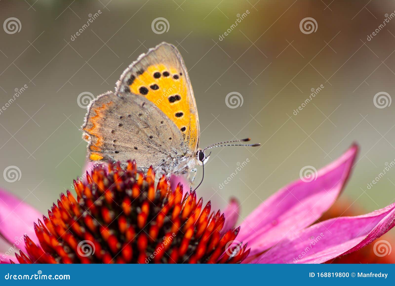 Common Copper Butterfly Collecting Nectar on a Flower Stock Photo ...