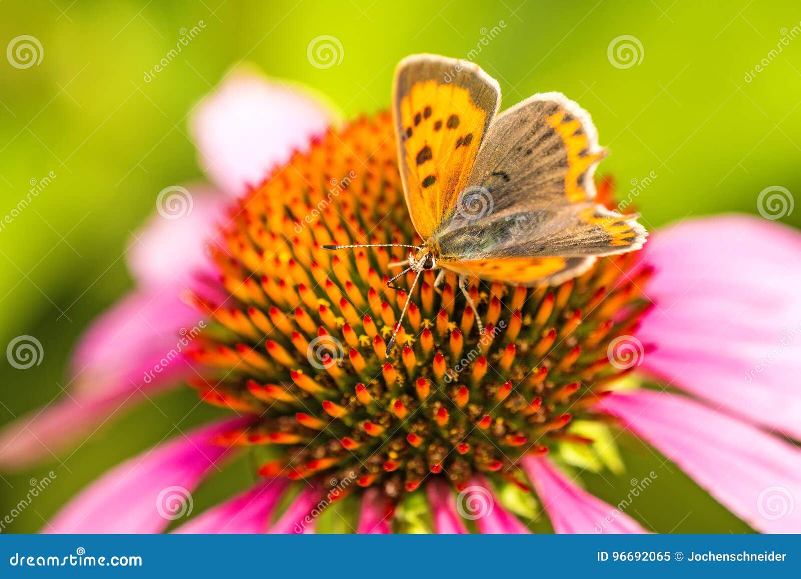 Common Copper Butterfly Flower Stock Image - Image of green, fresh ...