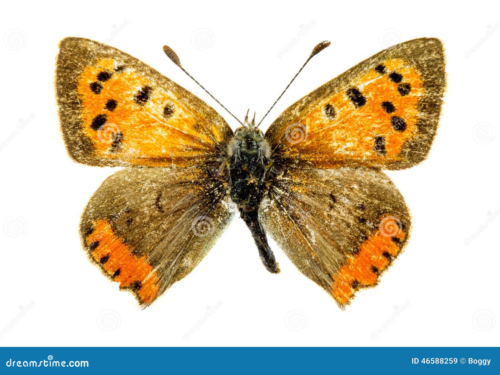 Common Copper butterfly stock image. Image of closeup - 46588259