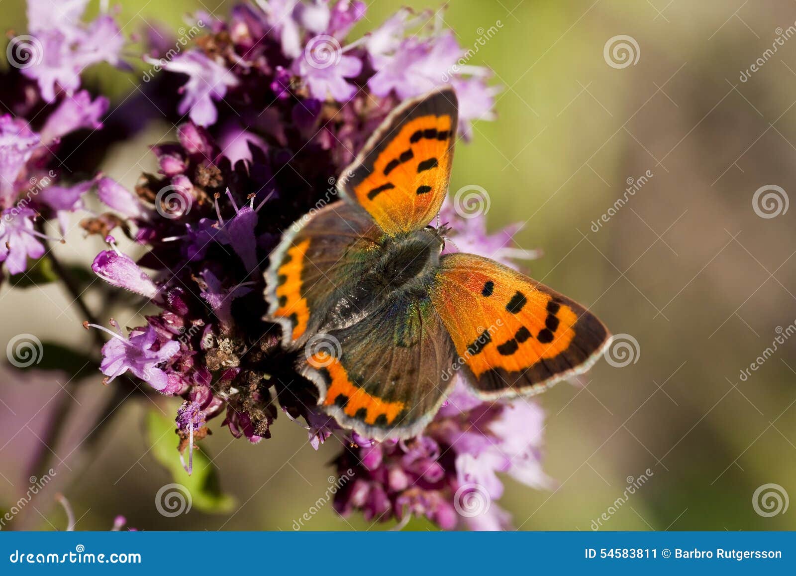 Common copper stock image. Image of american, common - 54583811