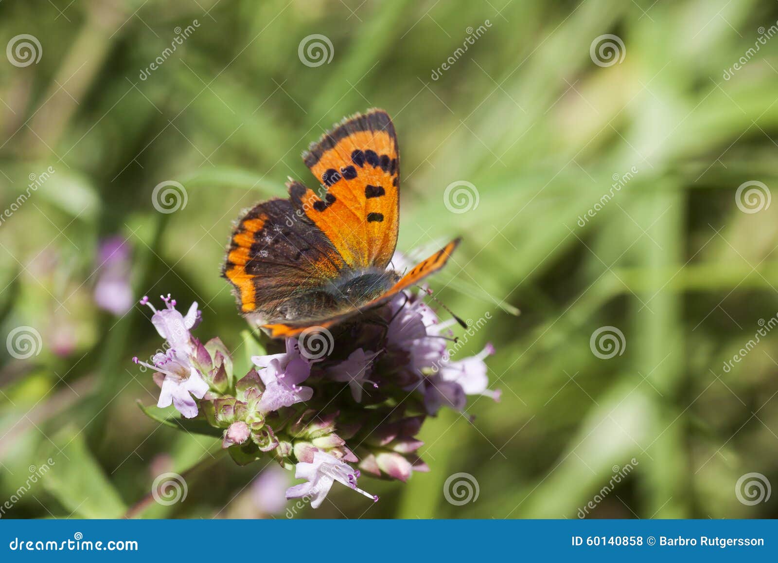 Common copper stock photo. Image of blossoms, small, insects - 60140858