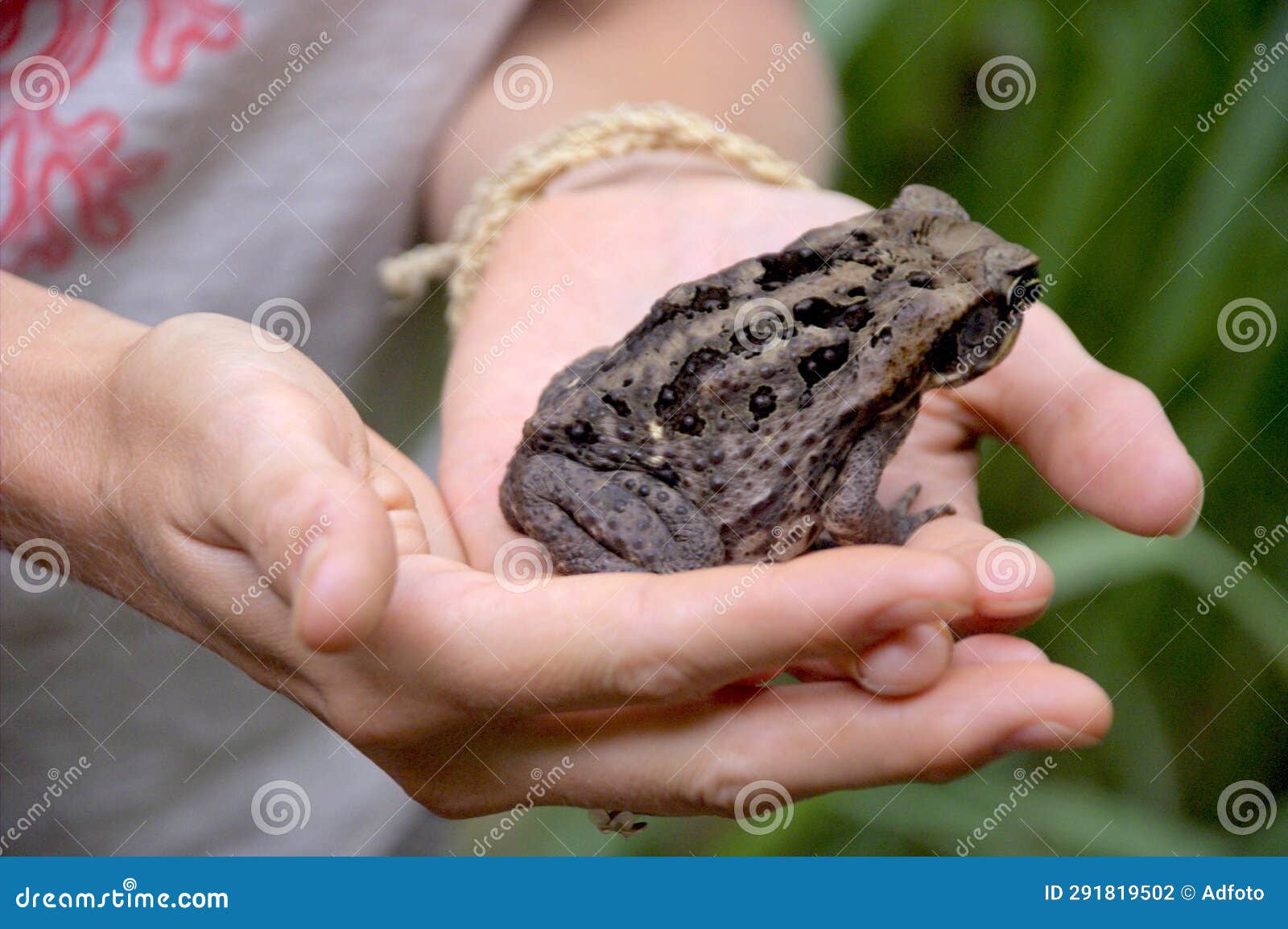 Common Coqui - Eleutherodactylus Coqui Frog Stock Photo - Image of ...
