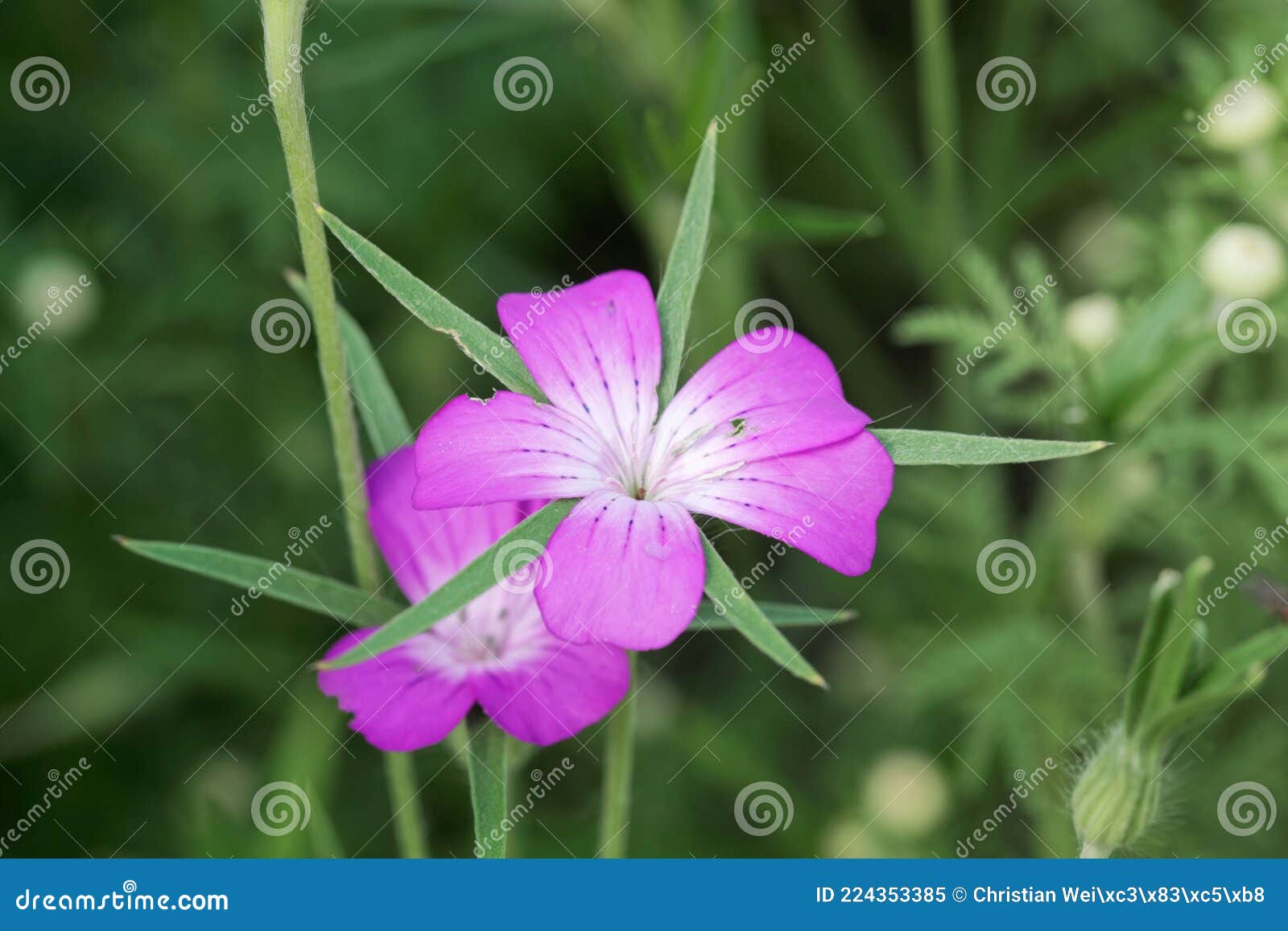 Common Corn Cockle, Agrostemma Githago Stock Image - Image of leaf ...