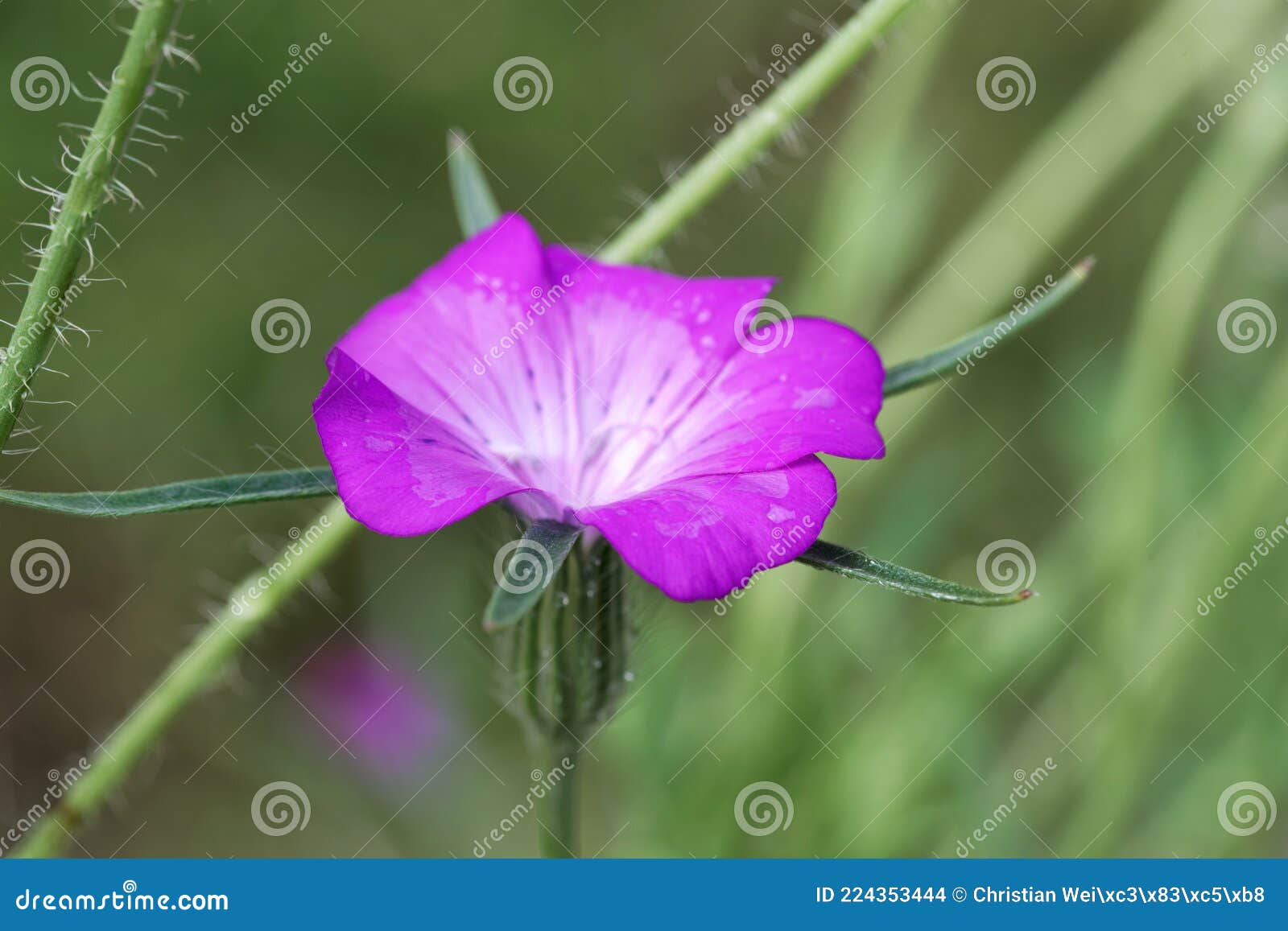 Common Corn Cockle, Agrostemma Githago Stock Photo - Image of botany ...
