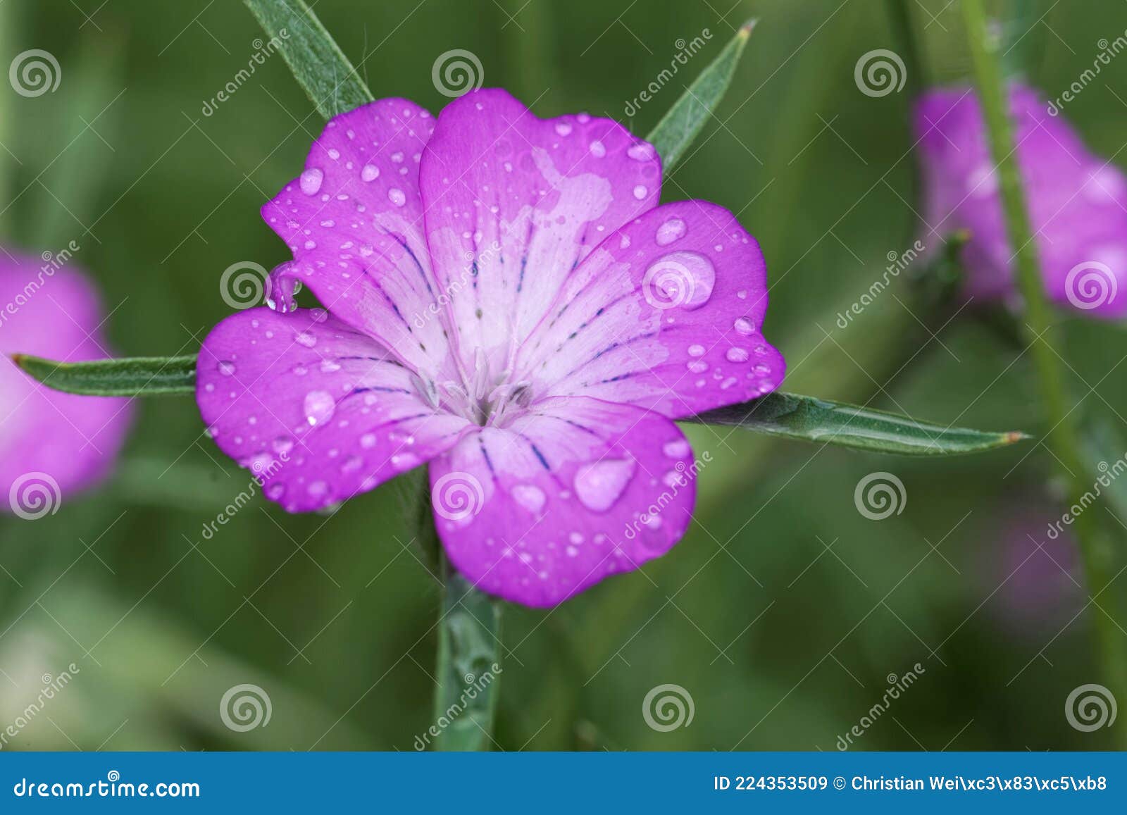 Common Corn Cockle, Agrostemma Githago Stock Image - Image of fresh ...