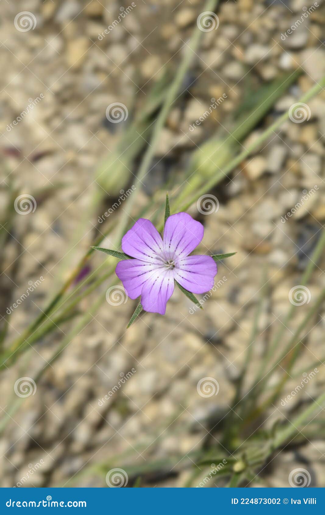 Common corn cockle stock photo. Image of common, botany - 224873002