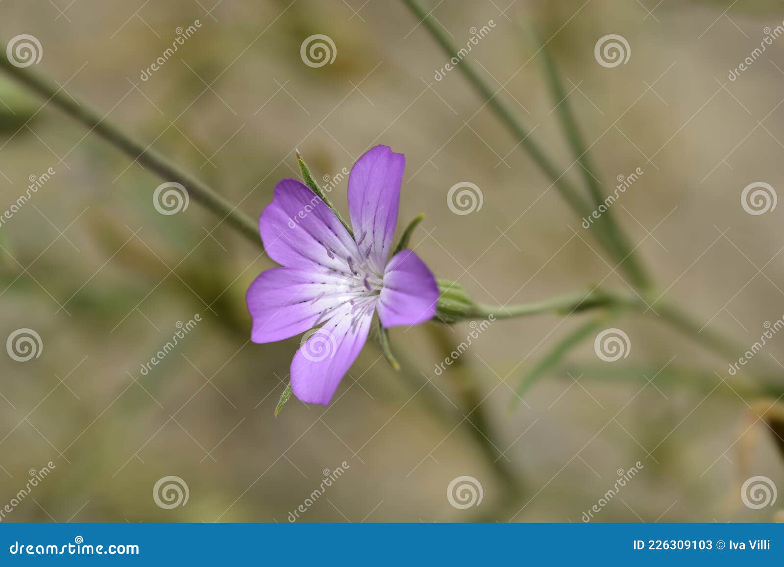 Common corn cockle stock image. Image of common, green - 226309103