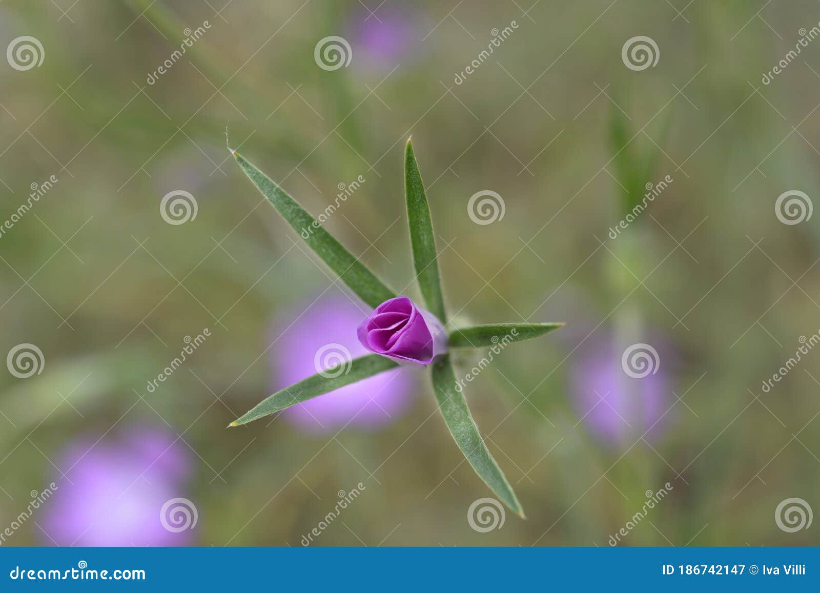 Common corn cockle stock image. Image of githago, garden - 186742147