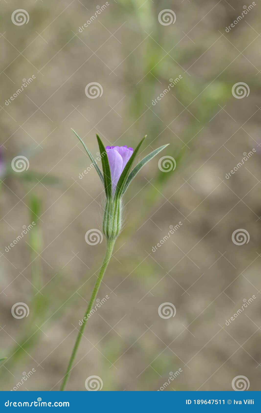 Common corn cockle stock image. Image of campion, githago - 189647511